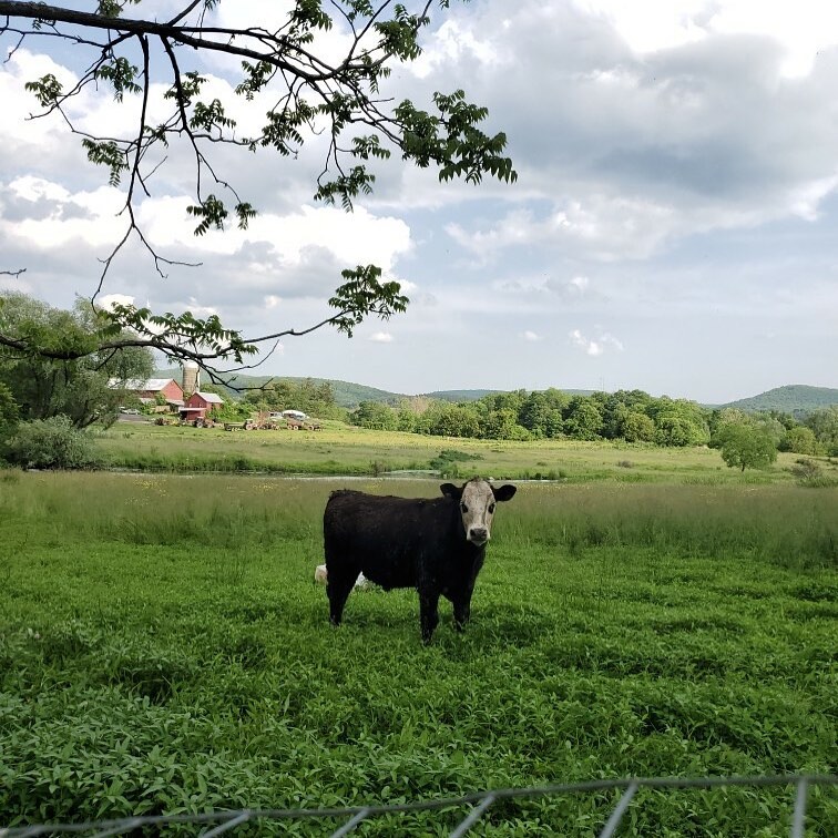 Sweetman's Farm - Grass fed Beef, Pork, Eggs and Organic Vegetables