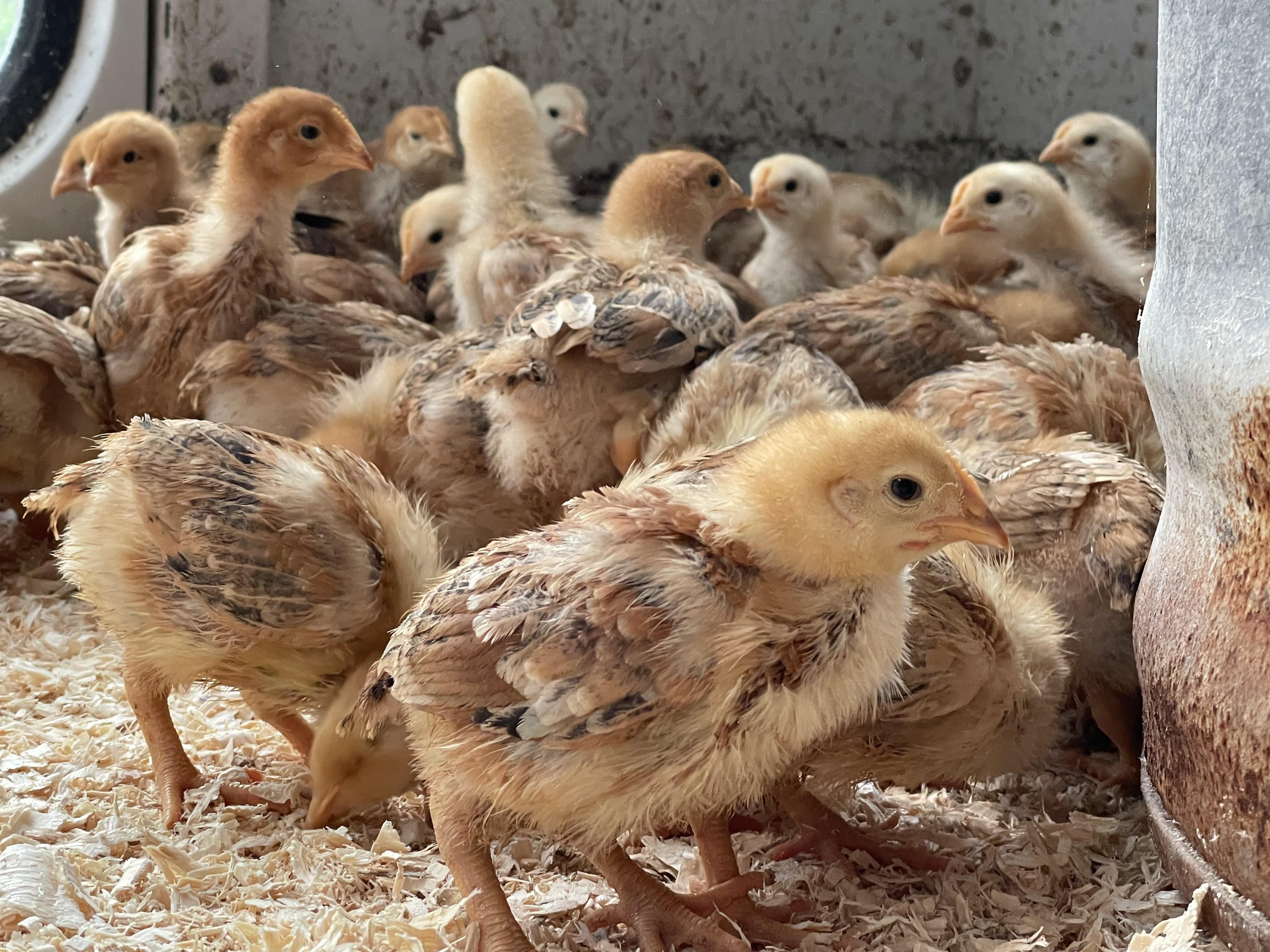 Free-range Chicken - Warwick NY - Sweetman's Farm